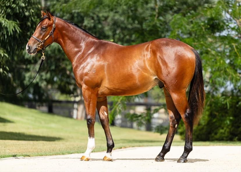 In The Congo x Chipanda Colt